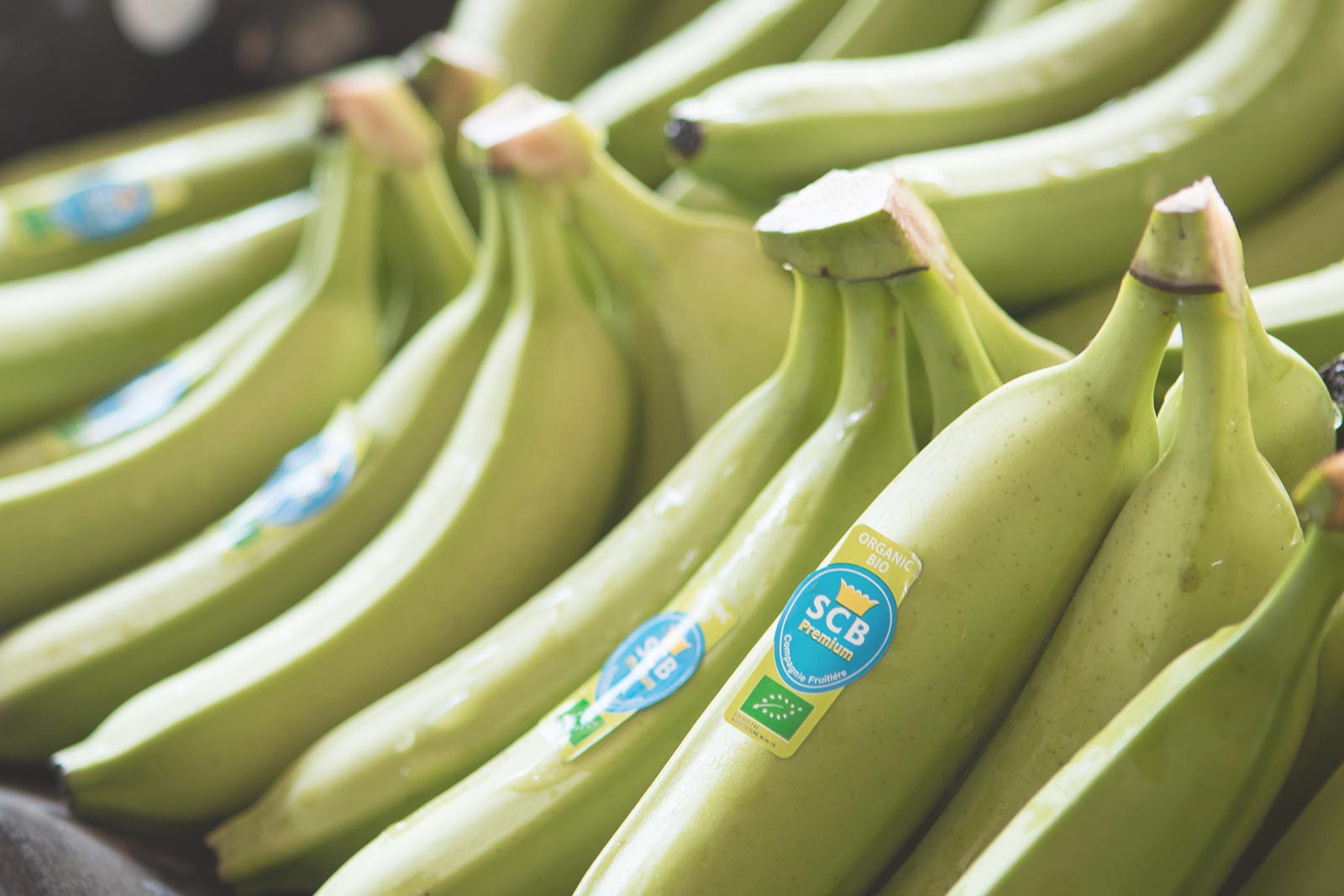 The SCB banana, much more than a tasty fruit