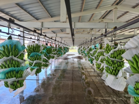 La Compagnie Fruitière. Premier producteur au monde de bananes issues ...